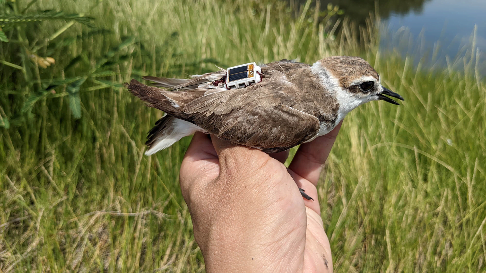 Cellular IoT and Bluetooth LE-Powered Smart Wearables for Wildlife ...